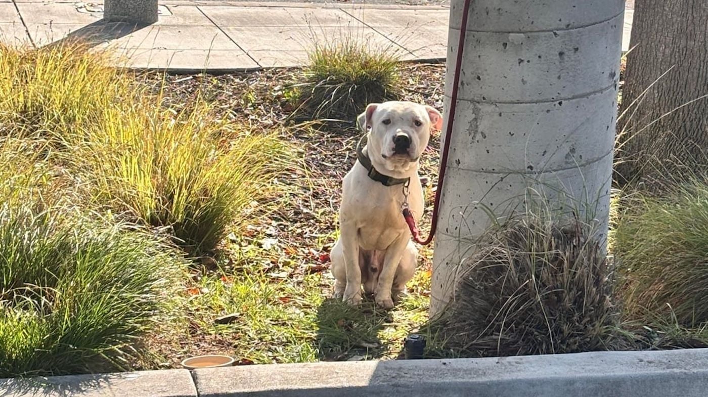 Redditors Join Forces to Find Shelter for Dog Abandoned Near Google’s ...